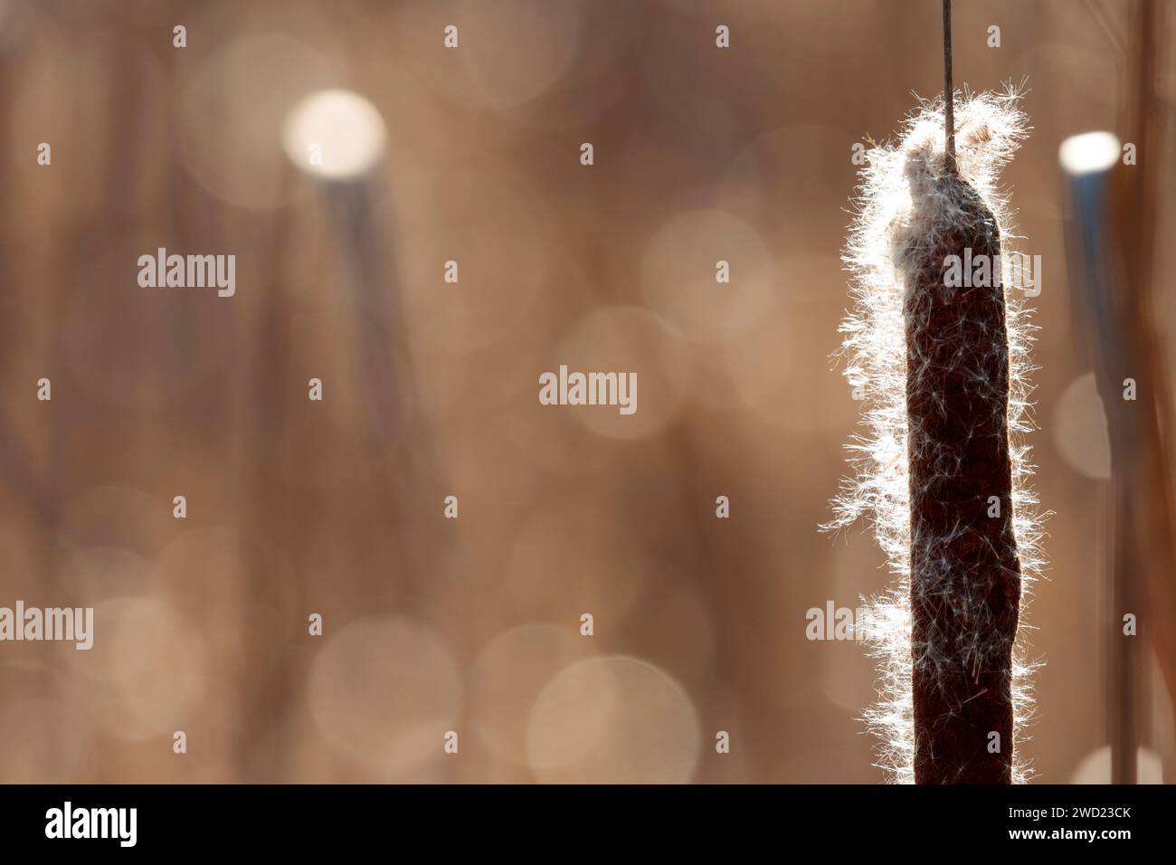 Bulrush pollen hi-res stock photography and images - Alamy