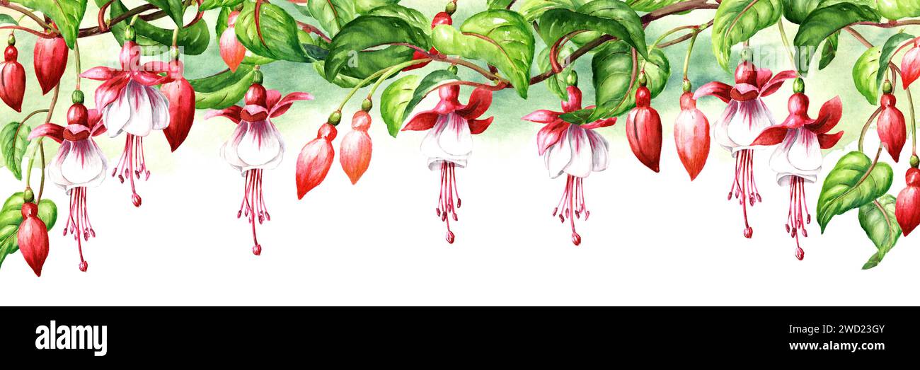 Fuchsia flower border, Profile Header template. Hand drawn watercolor ...