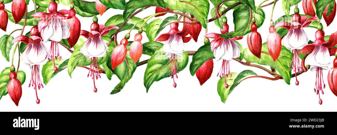 Fuchsia flower border, Profile Header template. Hand drawn watercolor ...