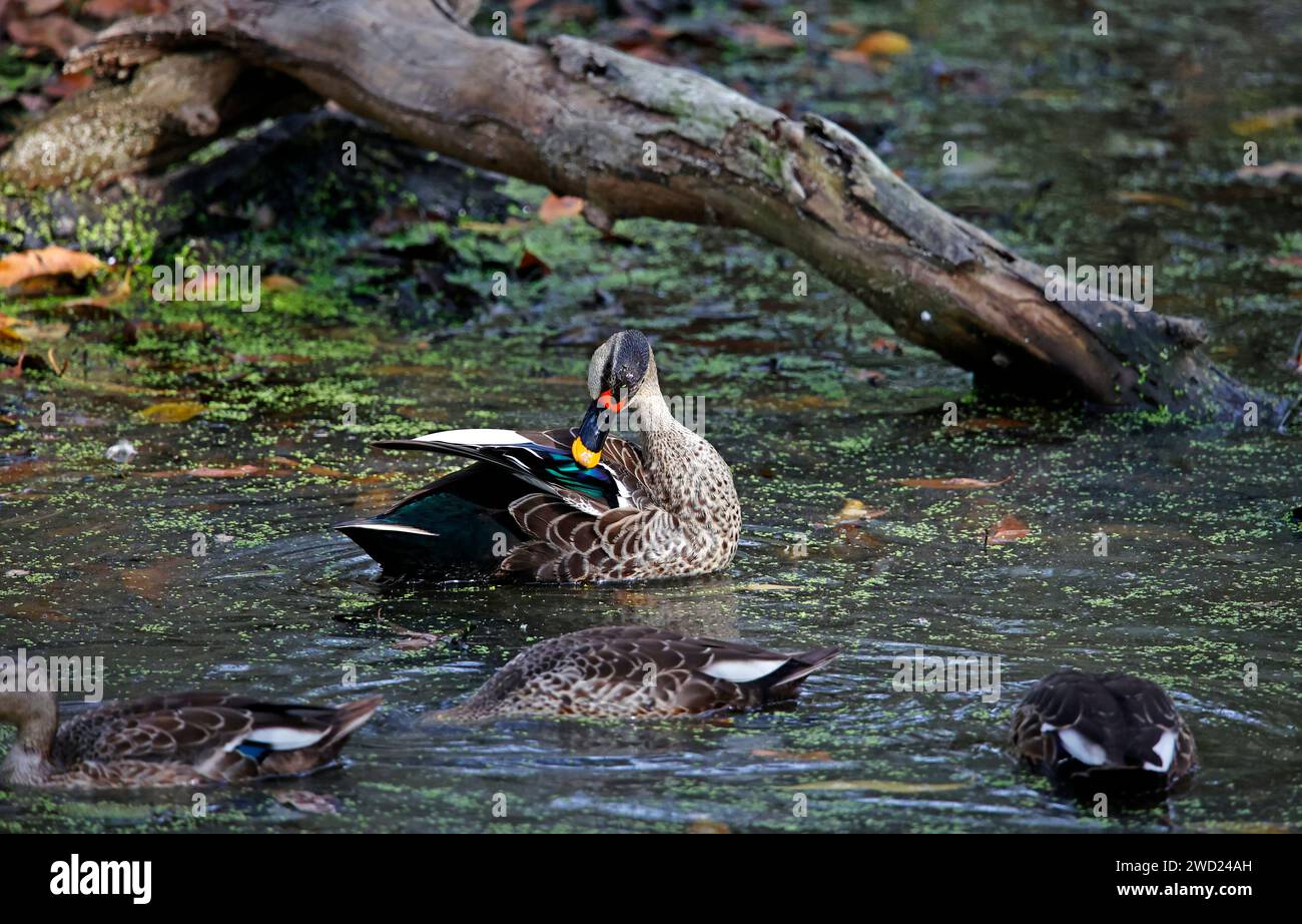 Indian spot billed duck on a pond Stock Photo - Alamy