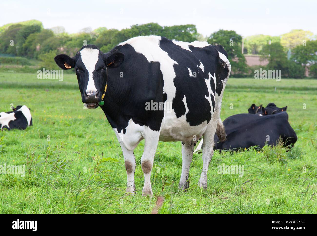 Black white breed cow in hi-res stock photography and images - Alamy