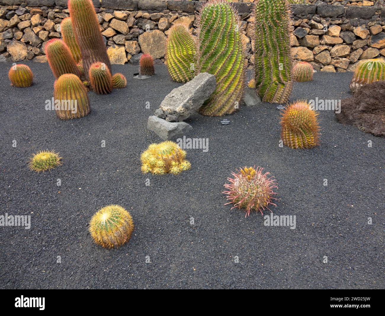 Cactus with soil hi-res stock photography and images - Alamy