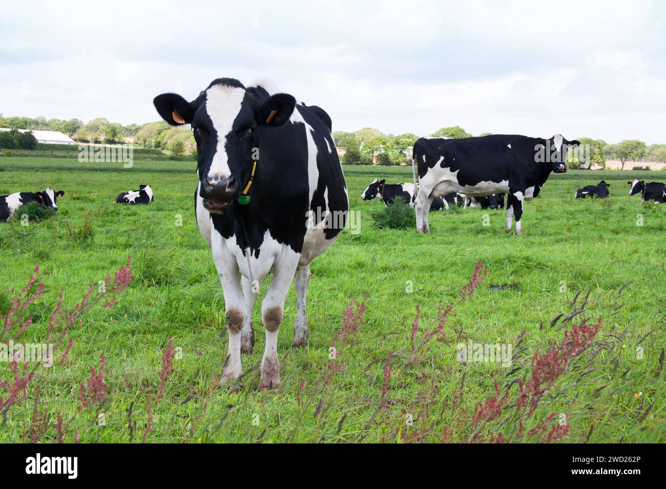 Prim'holstein holstein cow hi-res stock photography and images - Alamy
