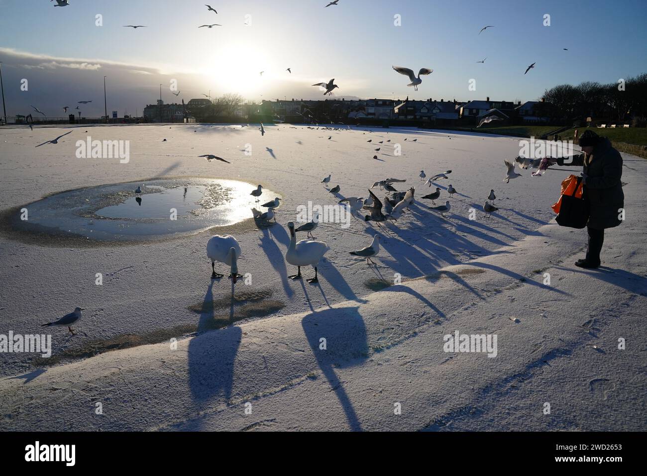 Swans and seagulls on a frozen Tynemouth boating lake after freezing ...