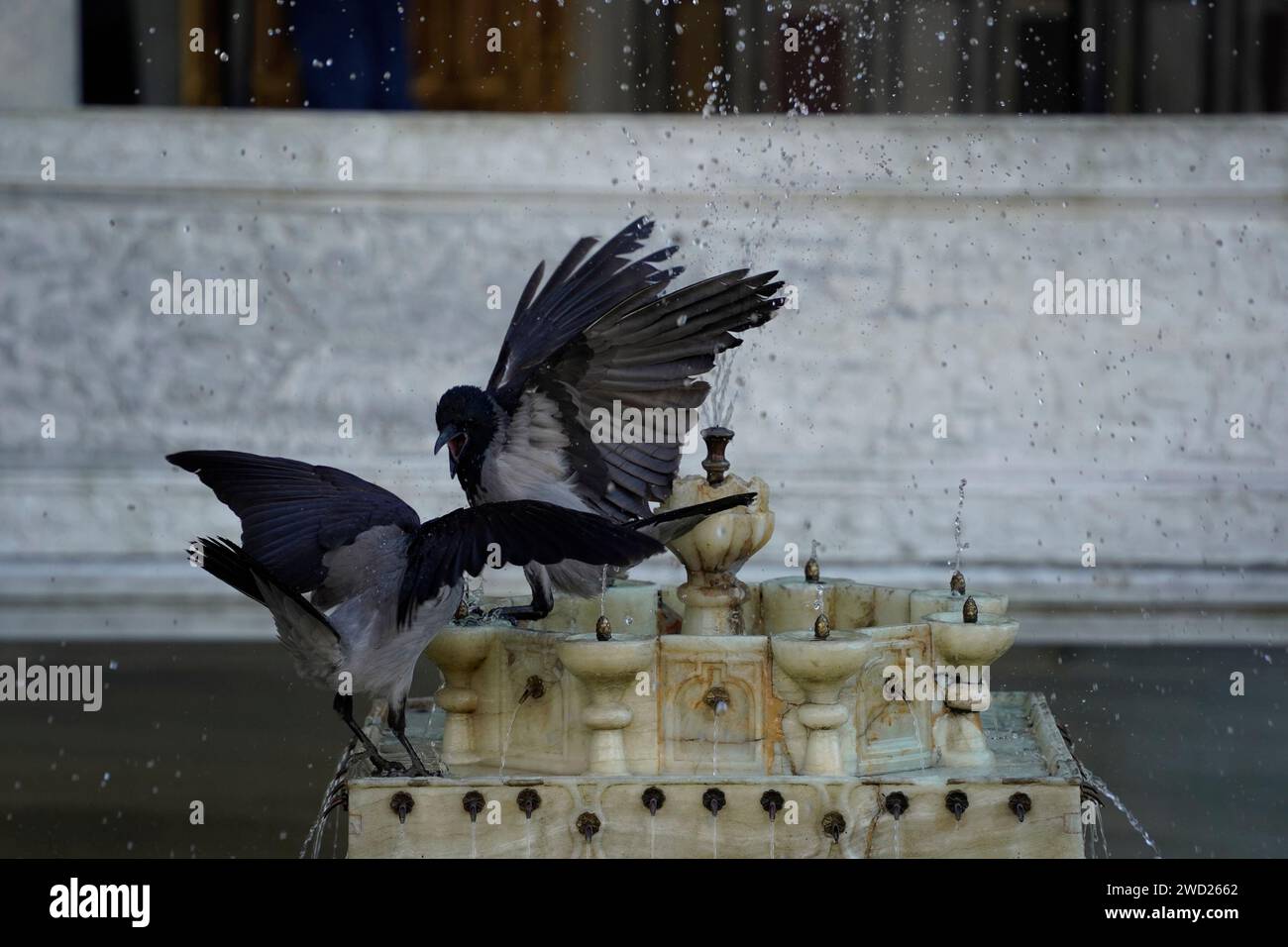 Crow fighting on a fountain of Topkapi Palace Istanbul, Turkey, Ancient ...