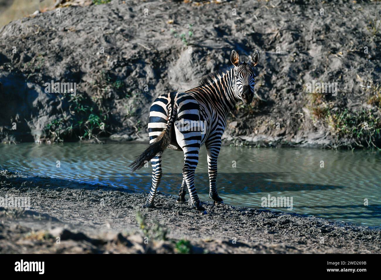 Savanna zebra hoof hi-res stock photography and images - Alamy