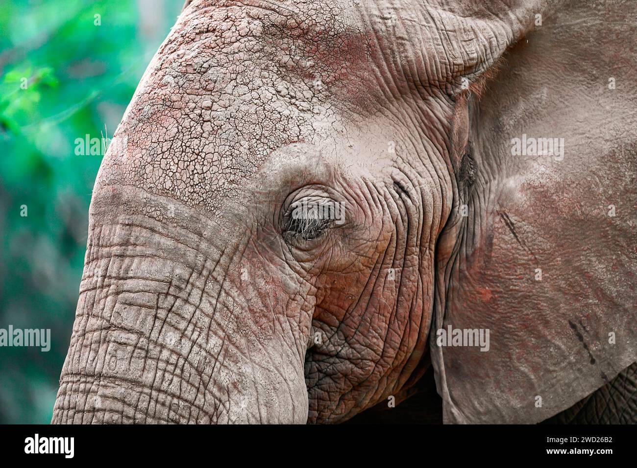 big Elephant in the savannah of Africa Stock Photo - Alamy