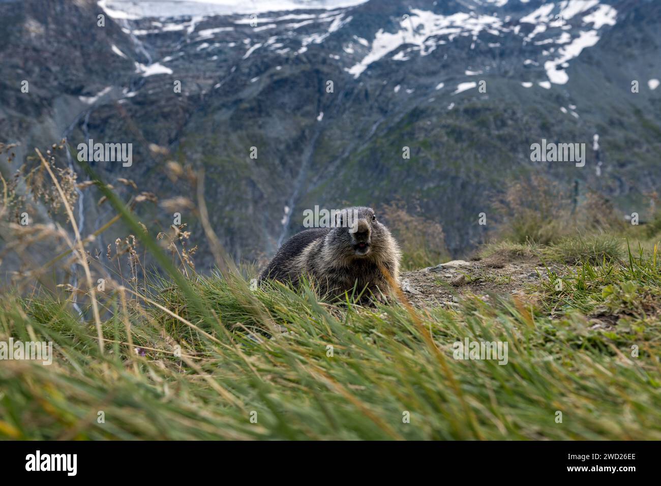 Groundhog bar hi-res stock photography and images - Alamy