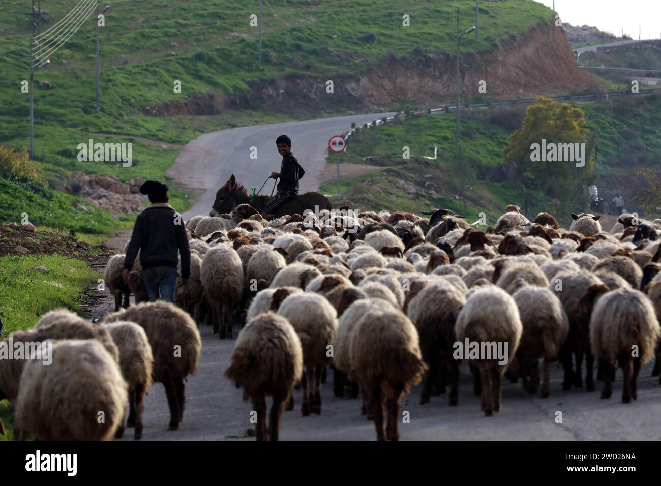 Amman sheep hi-res stock photography and images - Alamy