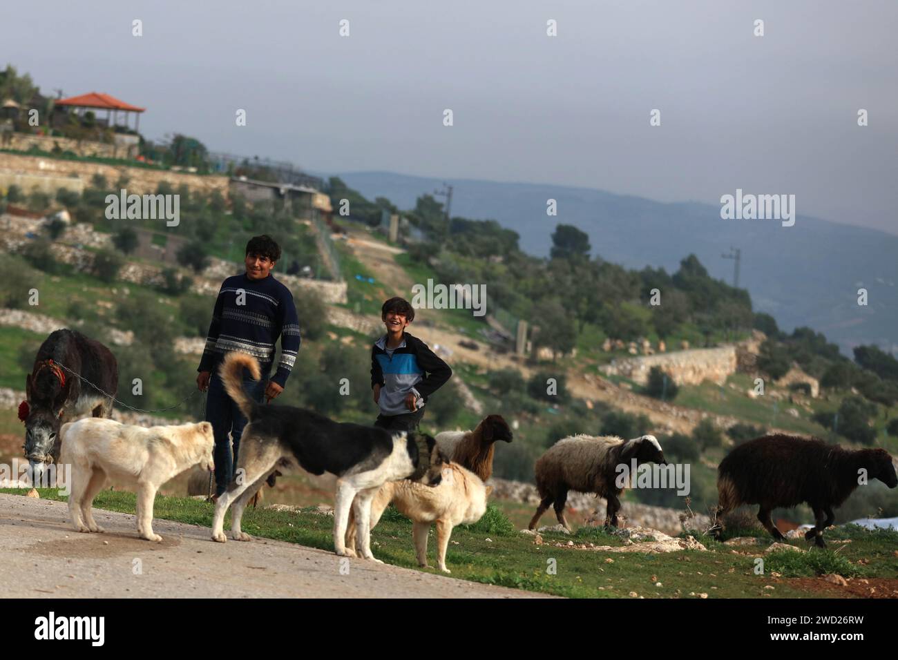 Amman sheep hi-res stock photography and images - Alamy