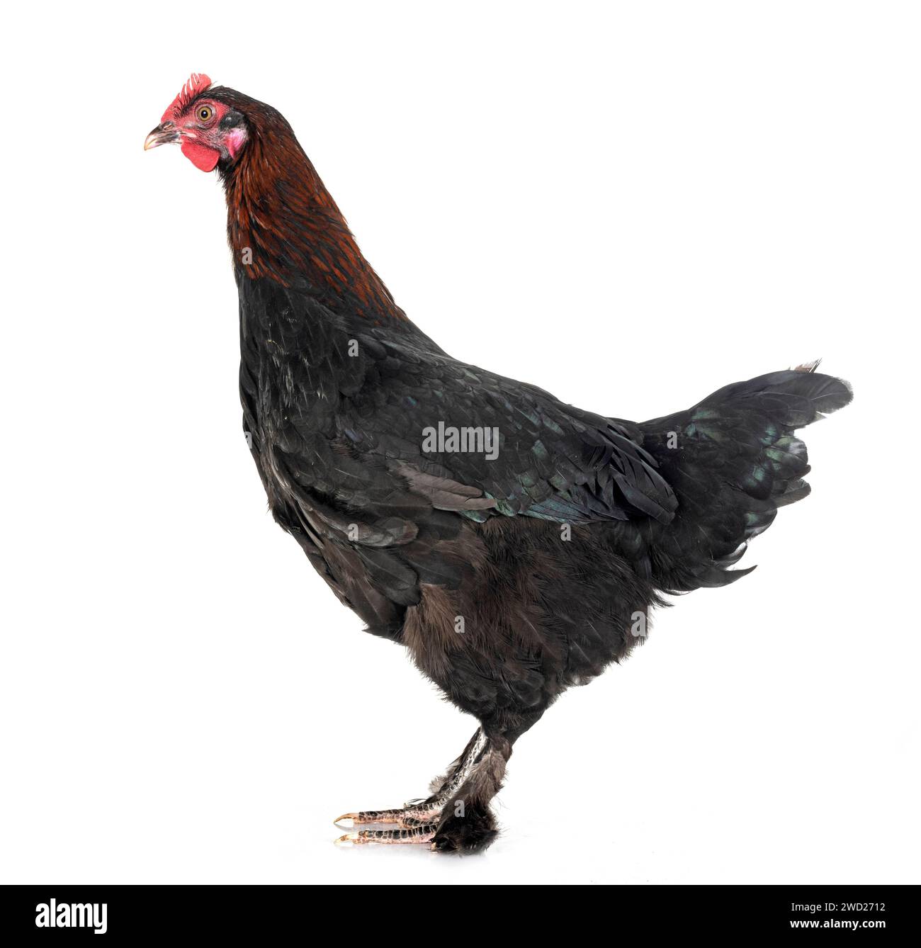 Black marans chicken hen hi-res stock photography and images - Alamy
