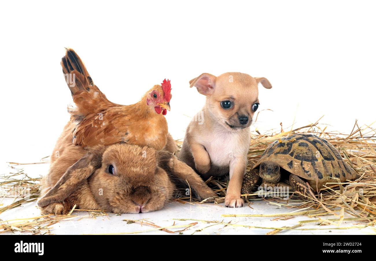 Rabbit and turtle hi-res stock photography and images - Alamy