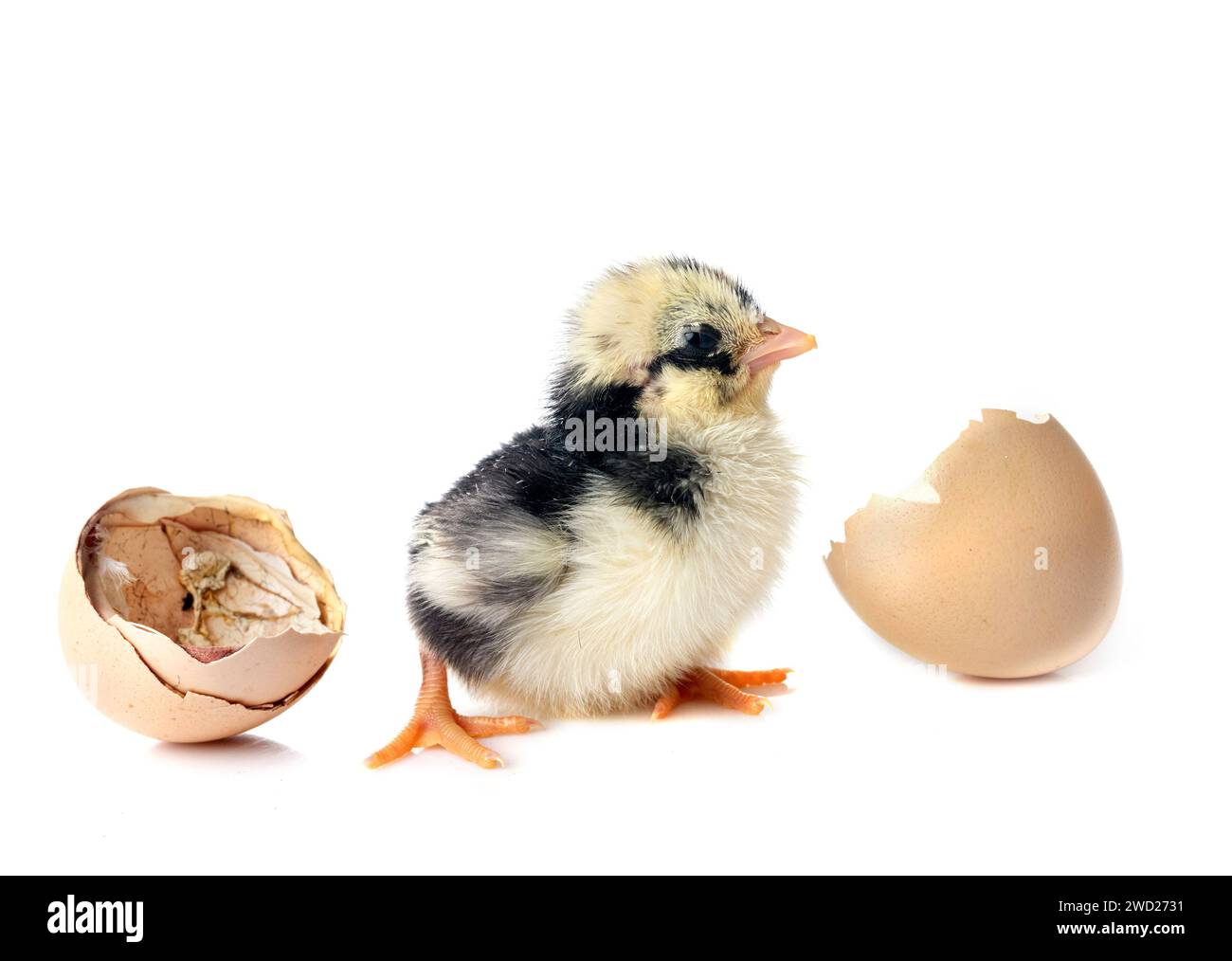 birth of serama chicken in front of white background Stock Photo - Alamy