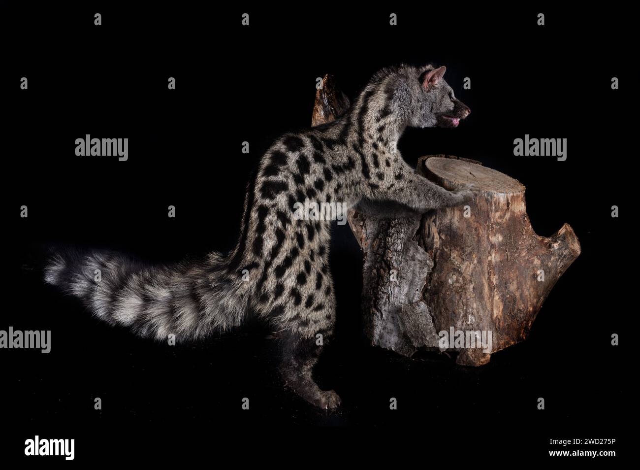 Common genet in front of black background Stock Photo - Alamy