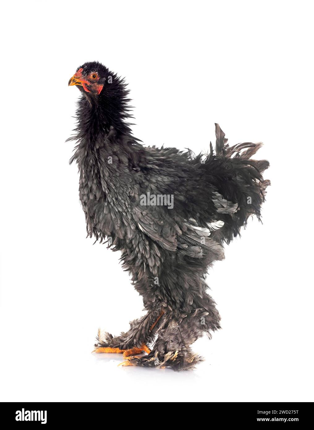 curly Brahma chicken in front of white background Stock Photo - Alamy