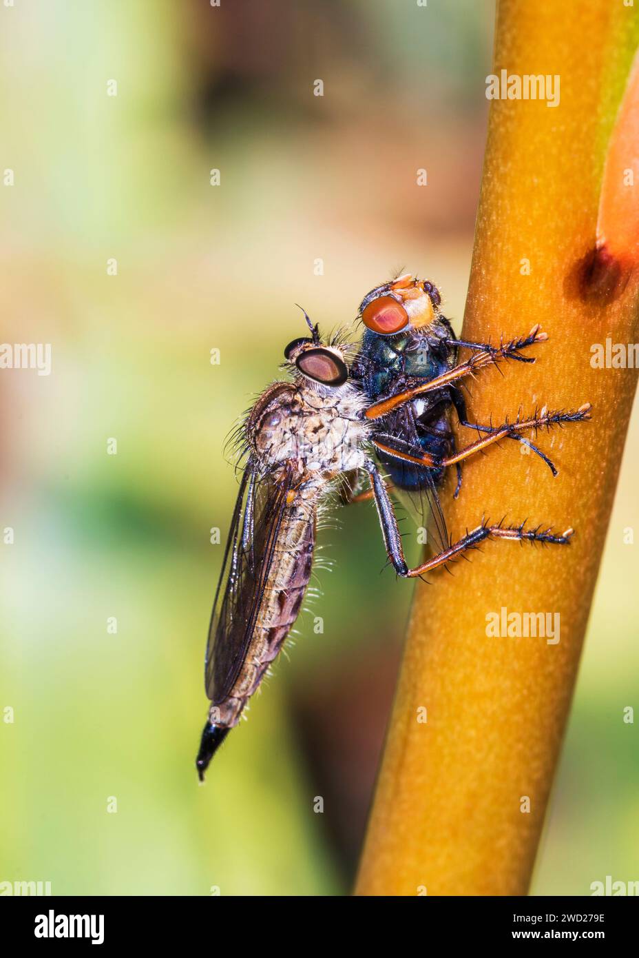 Robber fly hunting hi-res stock photography and images - Alamy