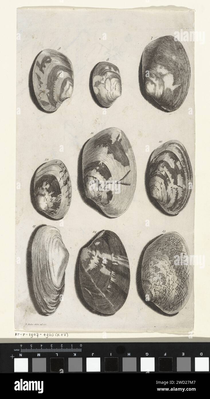 Nine different shells hi-res stock photography and images - Alamy