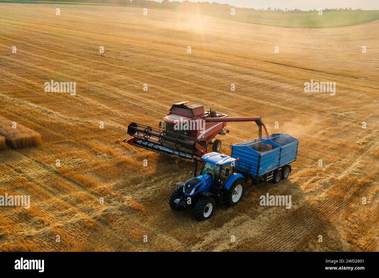 Combine reaper pours wheat grains into tractor trailer in empty field ...