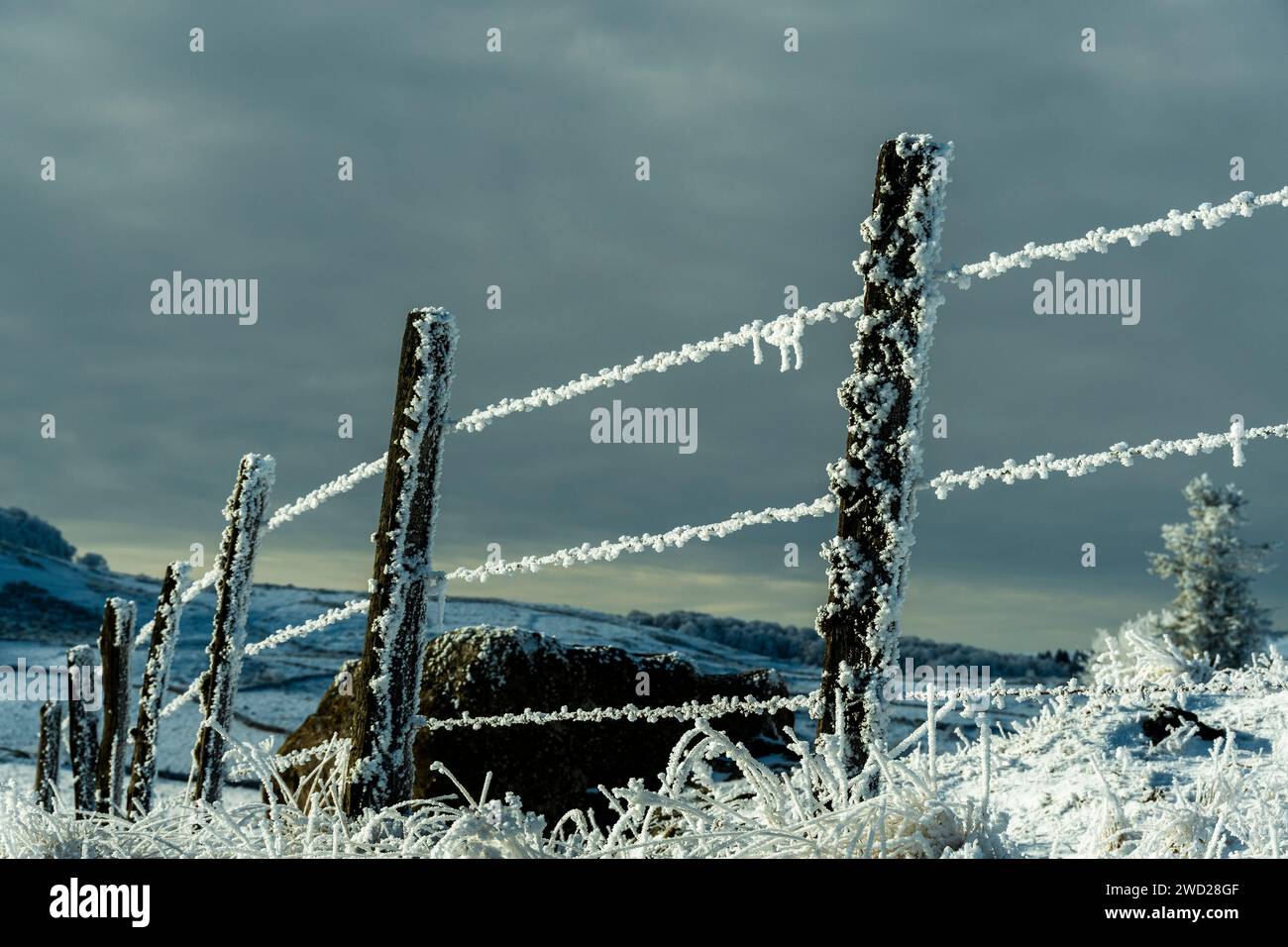 Frozen wires hi-res stock photography and images - Alamy