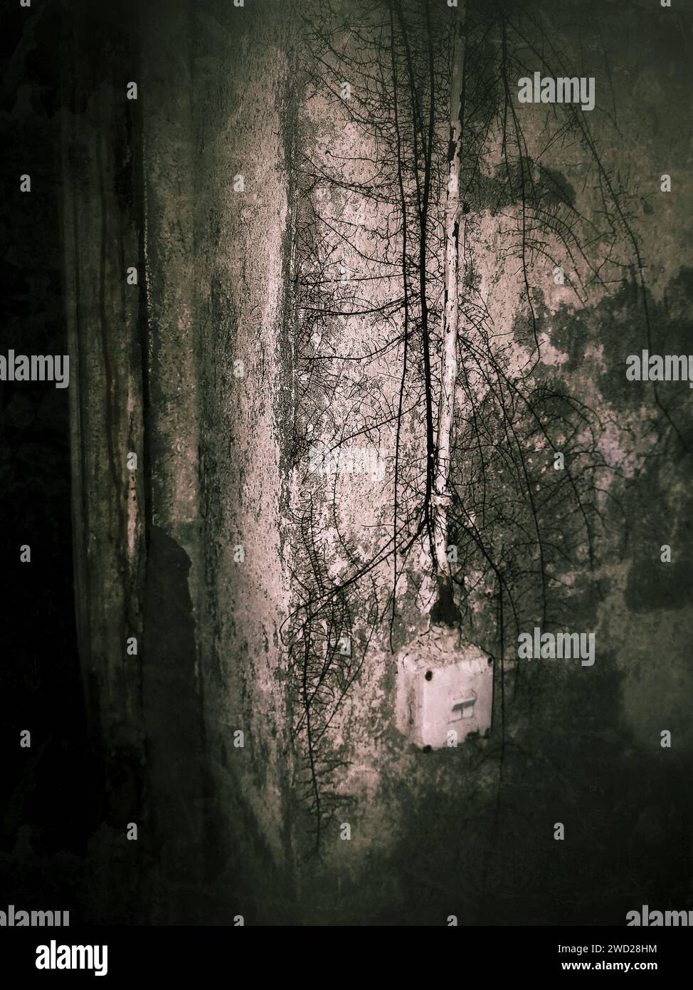 Growing on the walls hi-res stock photography and images - Alamy