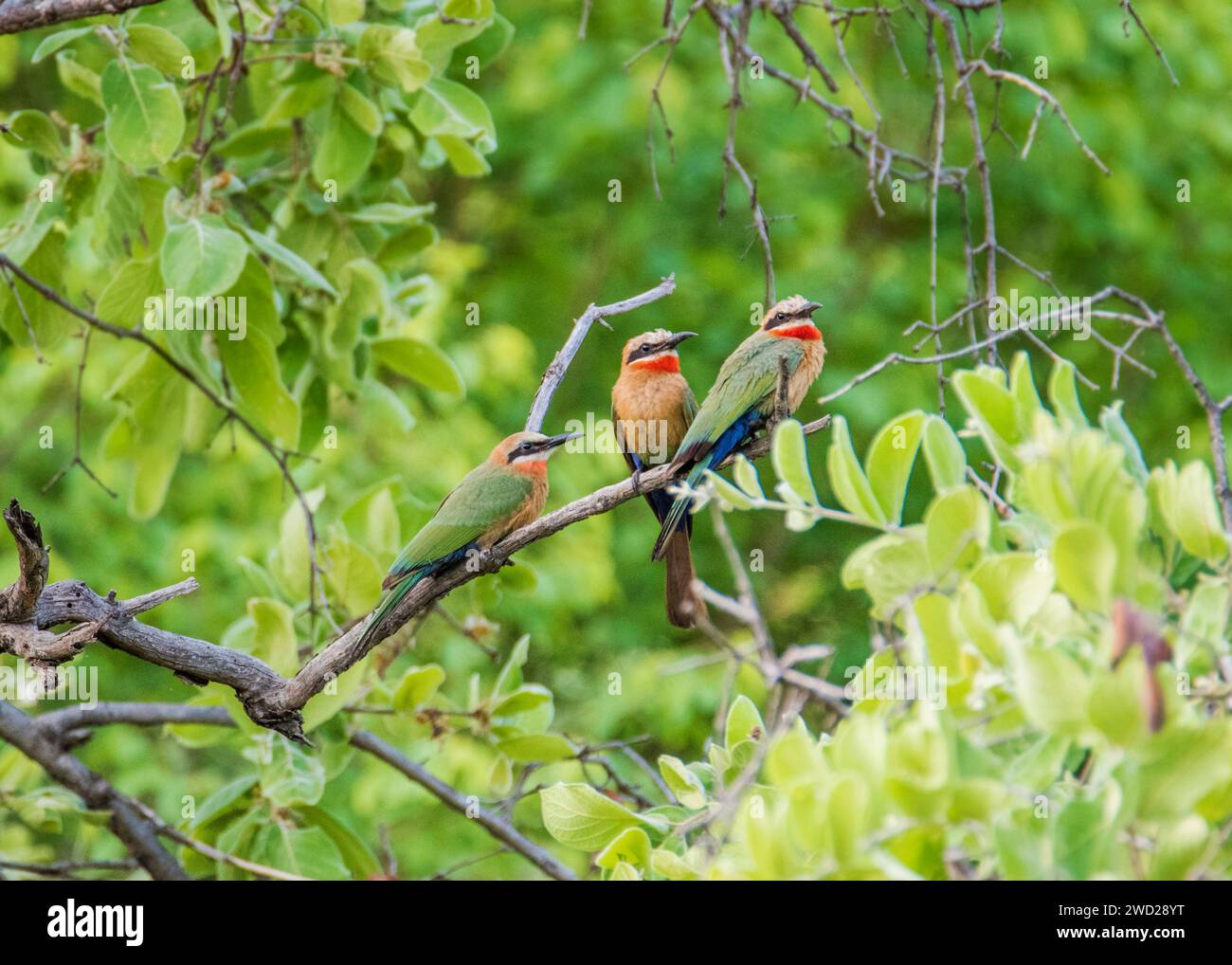 White Fronted Bee-eater South Africa Stock Photo - Alamy