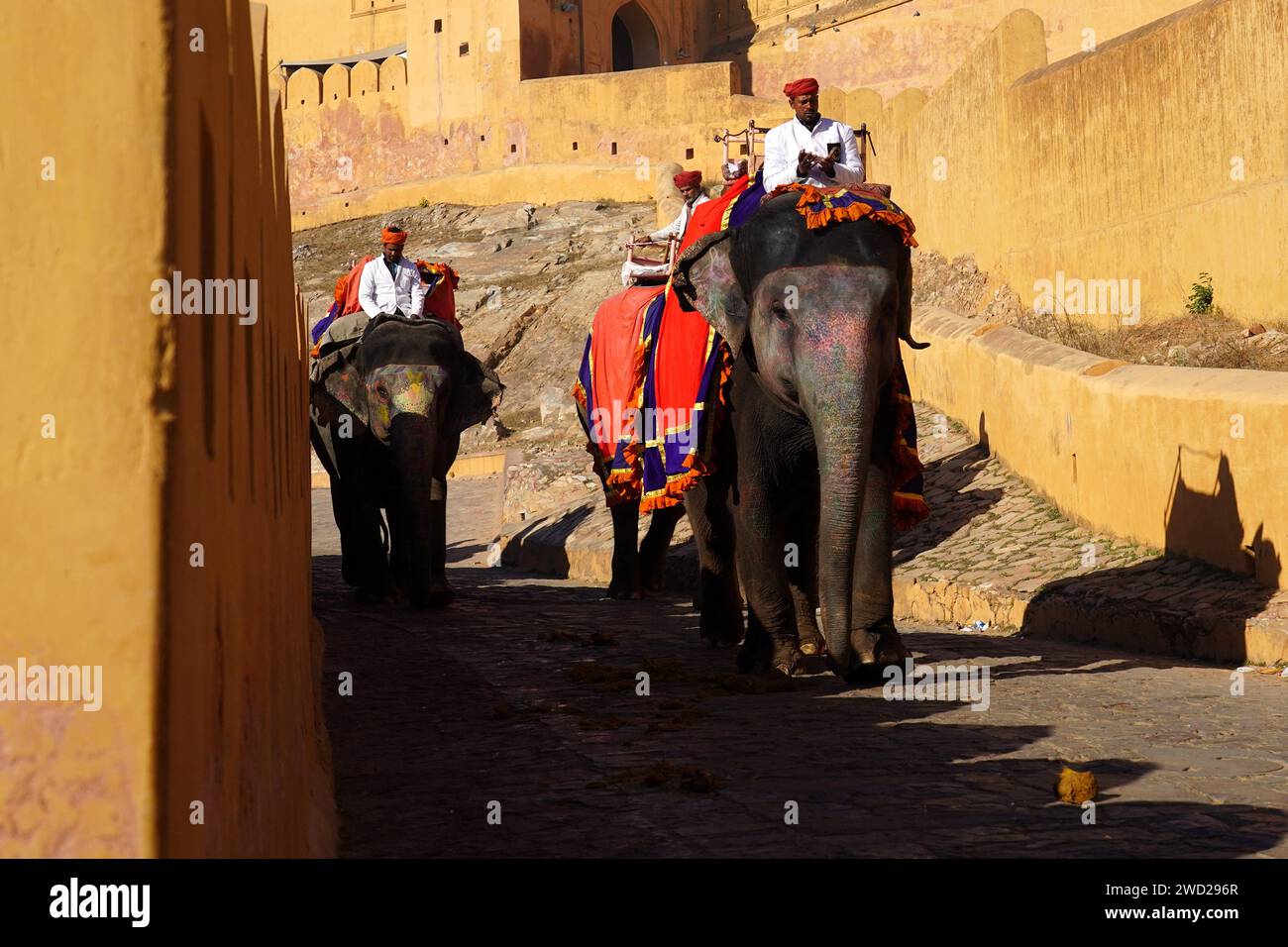 India. 11th Jan, 2024. Indian Mahout rides a painted elephant in the ...