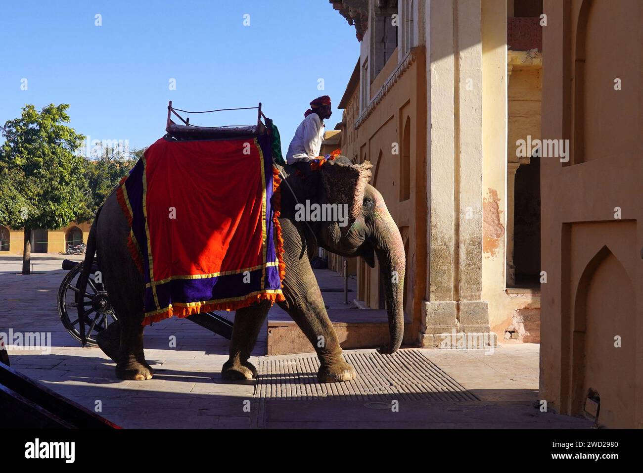 India. 11th Jan, 2024. Indian Mahout rides a painted elephant in the ...