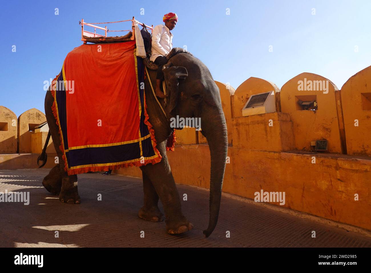 India. 11th Jan, 2024. Indian Mahout rides a painted elephant in the ...