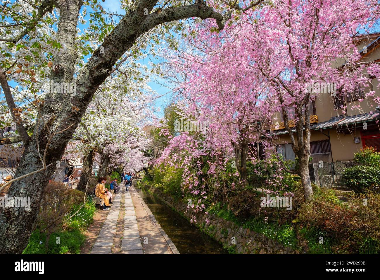 Kyoto japan higashiyama district hanami hi-res stock photography and ...