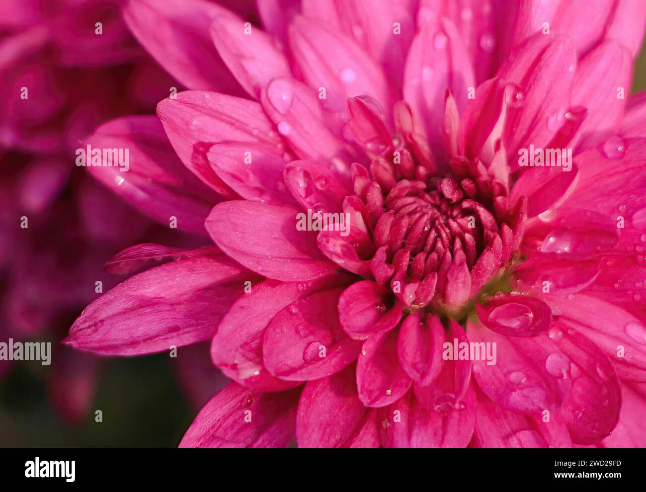 Flower Front View, Beautiful close up Floral background Stock Photo - Alamy