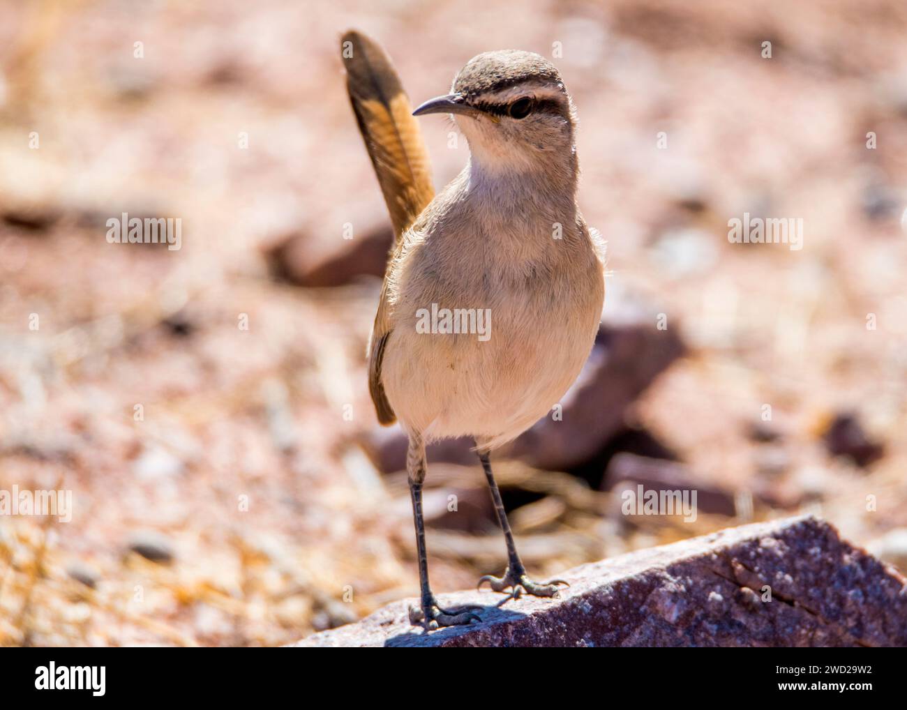 Namibia Birds Desert Birds Stock Photo - Alamy