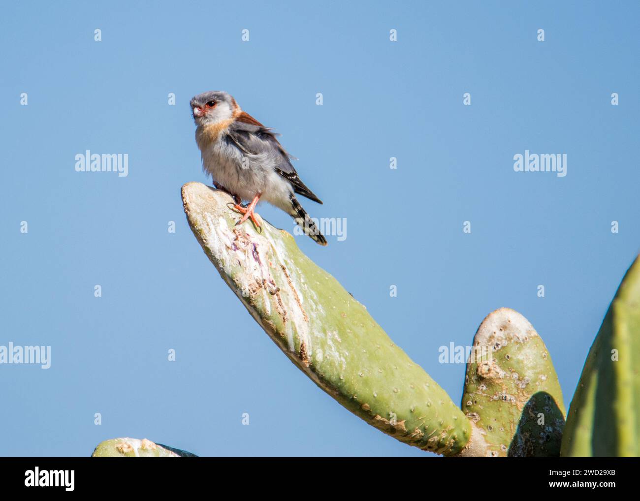 African Pigmy Falcon Namibia Stock Photo - Alamy