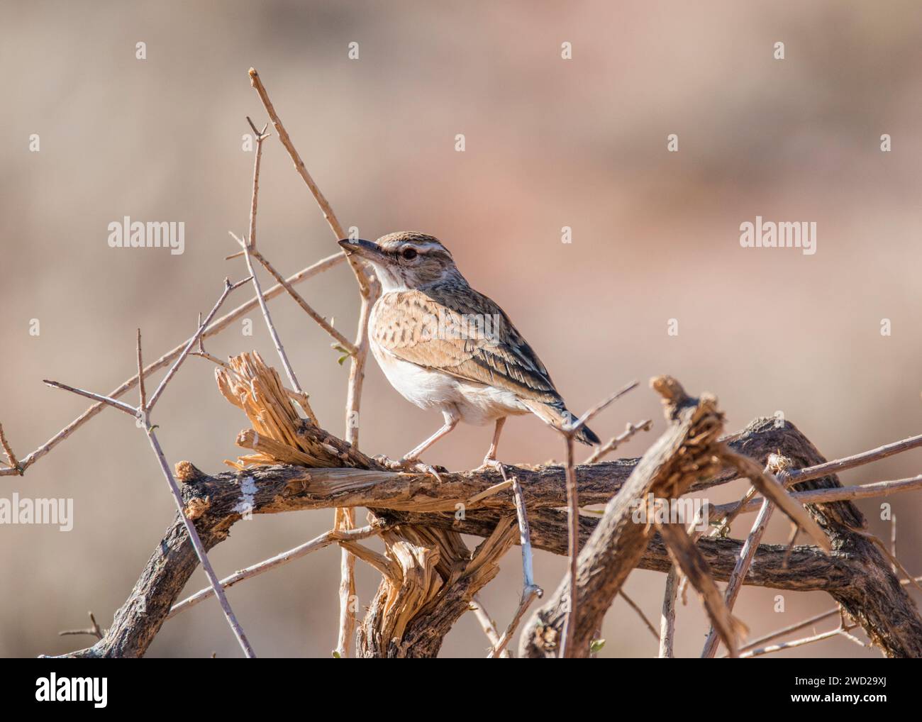 Namibia Birds Desert Birds Stock Photo - Alamy