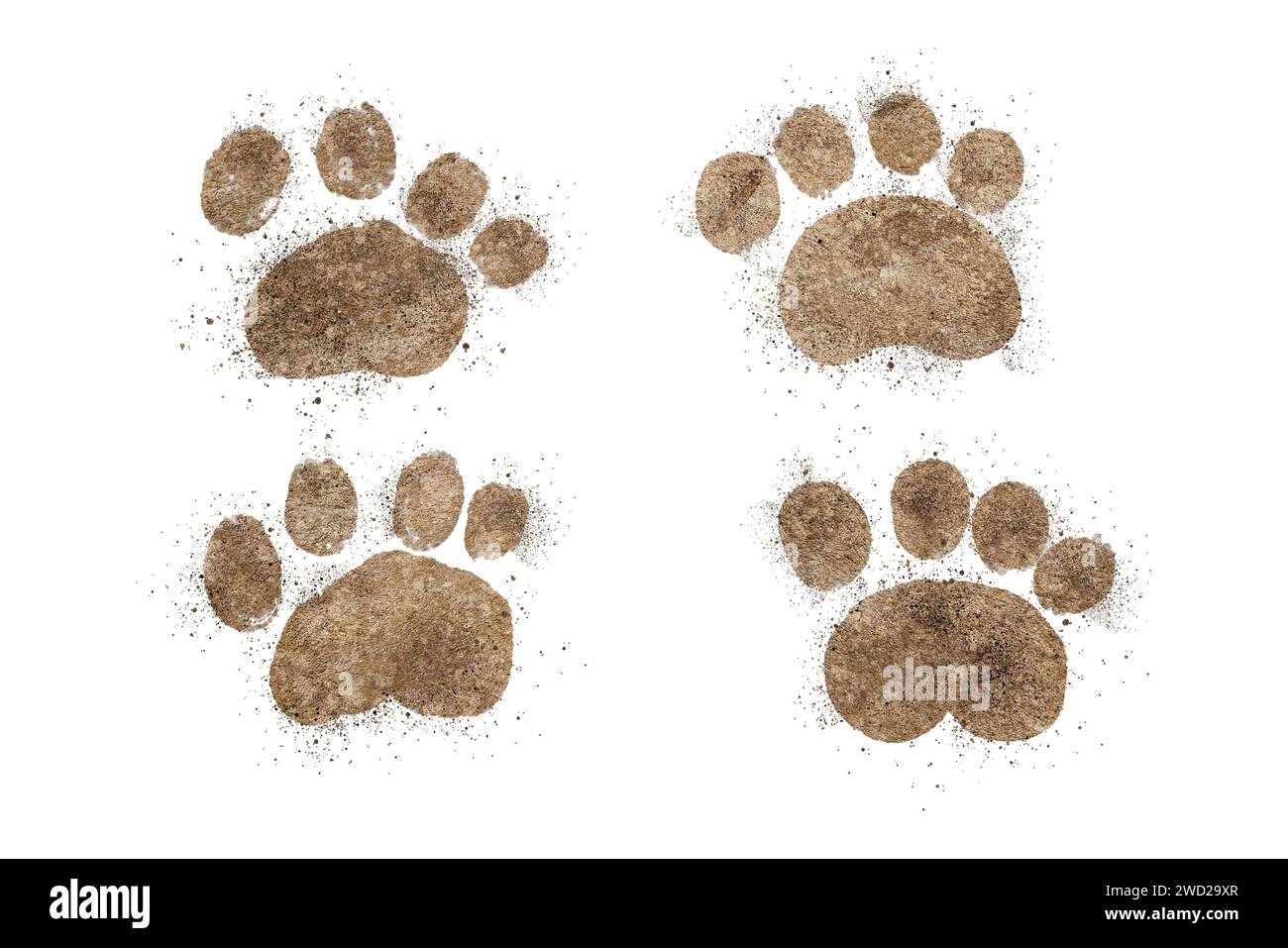 little dog footprints walking isolated on white background Stock Photo ...