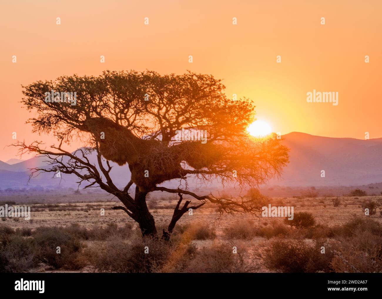 Namibia Birds Desert Birds Stock Photo - Alamy
