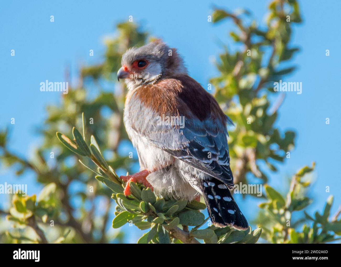 African Pigmy Falcon Namibia Stock Photo - Alamy
