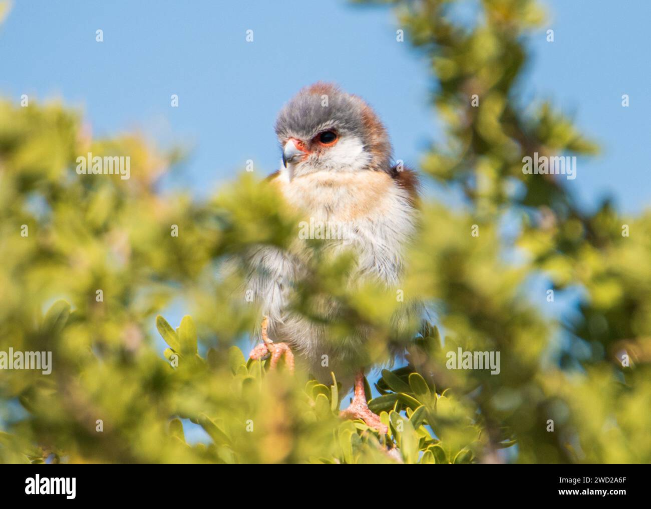 African Pigmy Falcon Namibia Stock Photo - Alamy