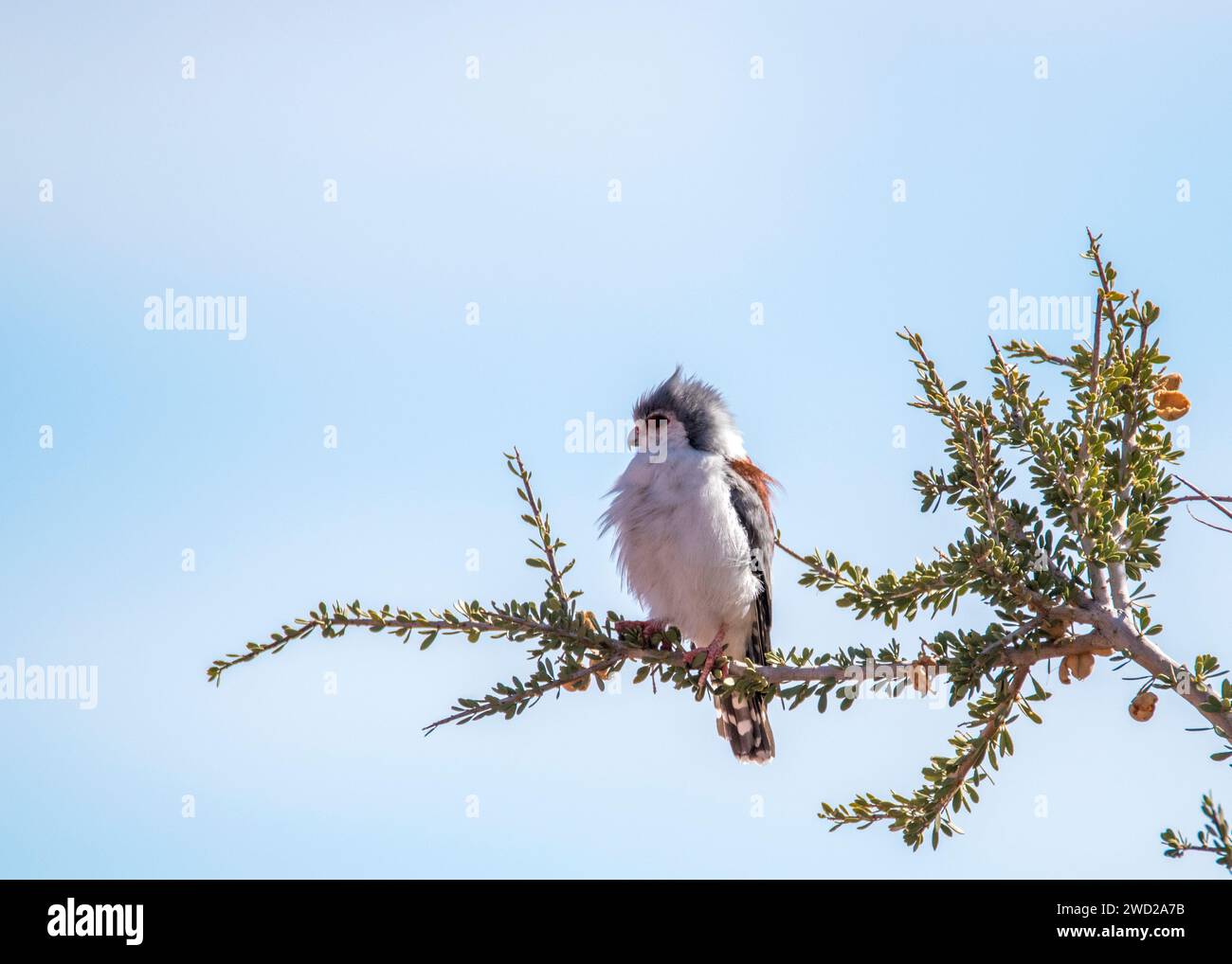 African Pigmy Falcon Namibia Stock Photo - Alamy