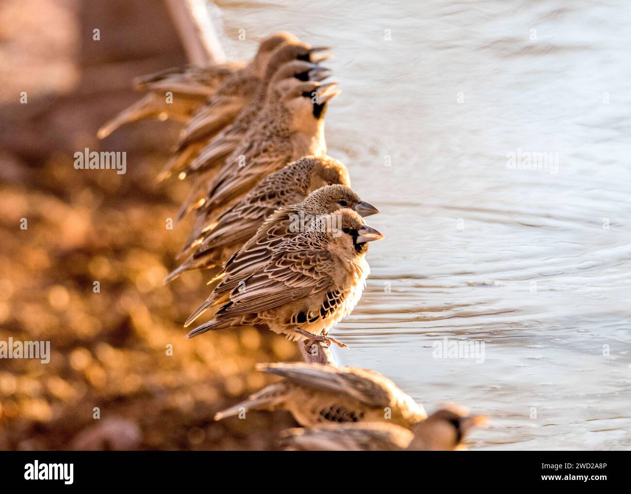 Protected drinking water hi-res stock photography and images - Alamy