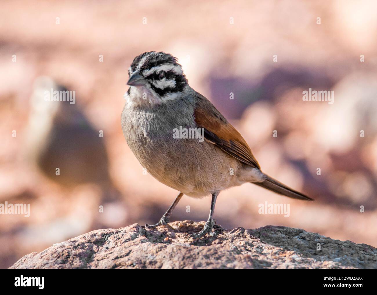 Namibia Birds Desert Birds Stock Photo - Alamy