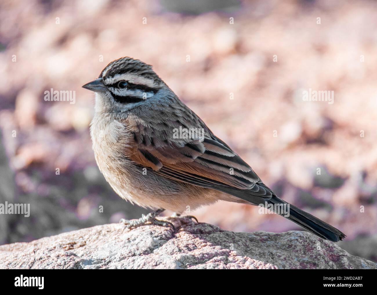 Namibia Birds Desert Birds Stock Photo - Alamy