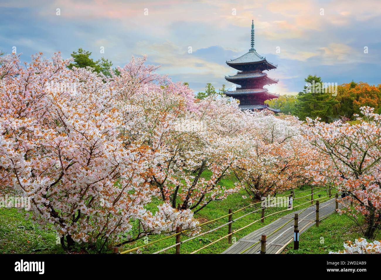 Kyoto, Japan - April 6 2023: Ninnaji is one of Kyoto's great temples ...