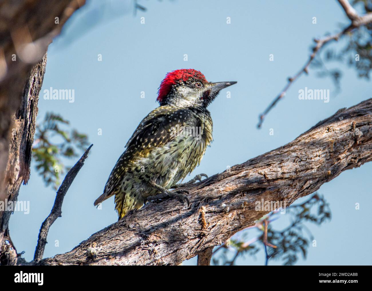 Cardinal Woodpecker Namibia Birds Desert Birds Stock Photo - Alamy