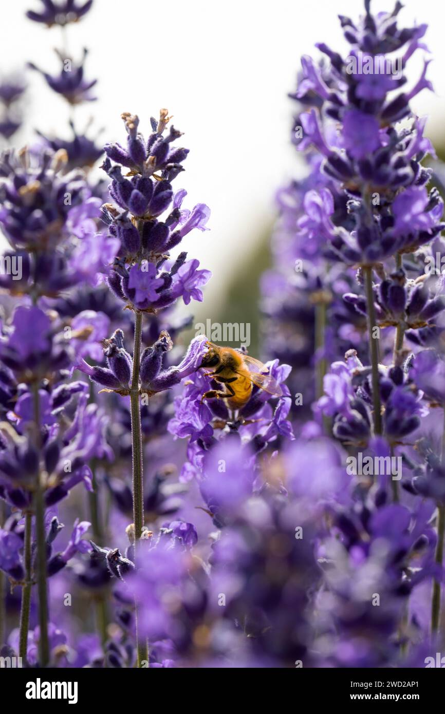 The honey bee pollinates lavender flowers. Summer background of ...