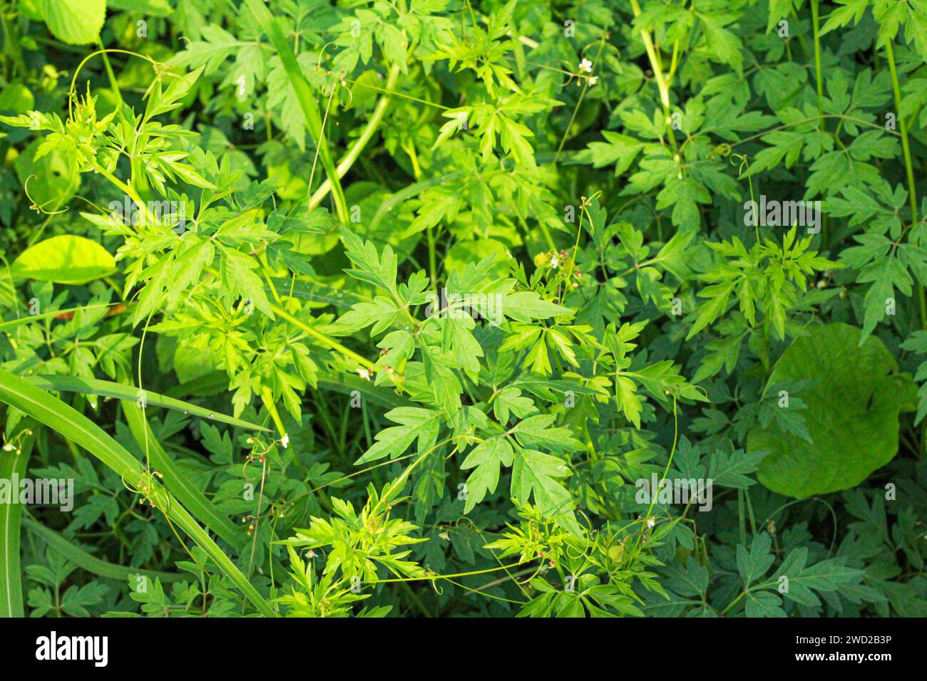Photo background of bushes growing wild Stock Photo - Alamy