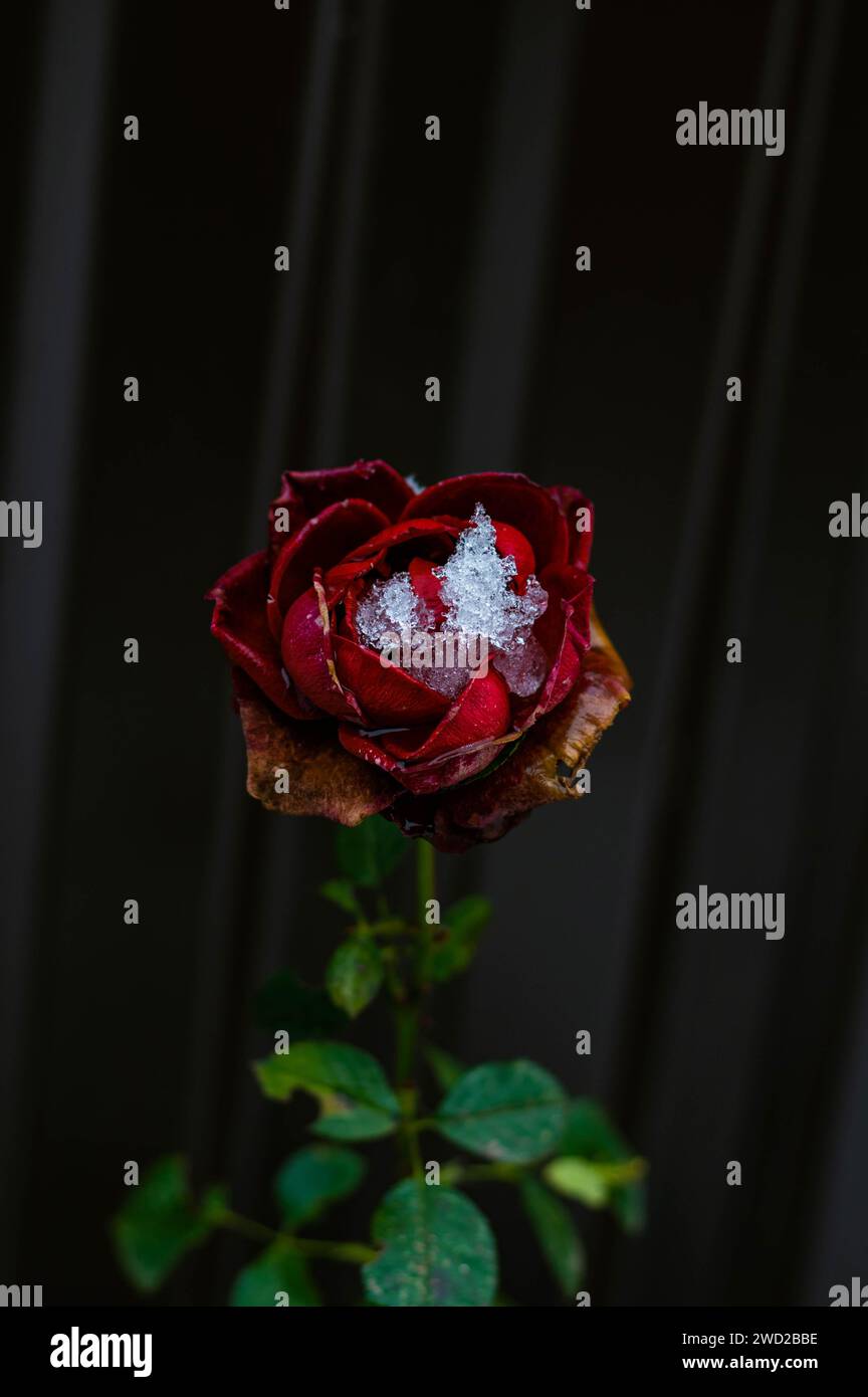 Frozen red rose in the snow Stock Photo - Alamy