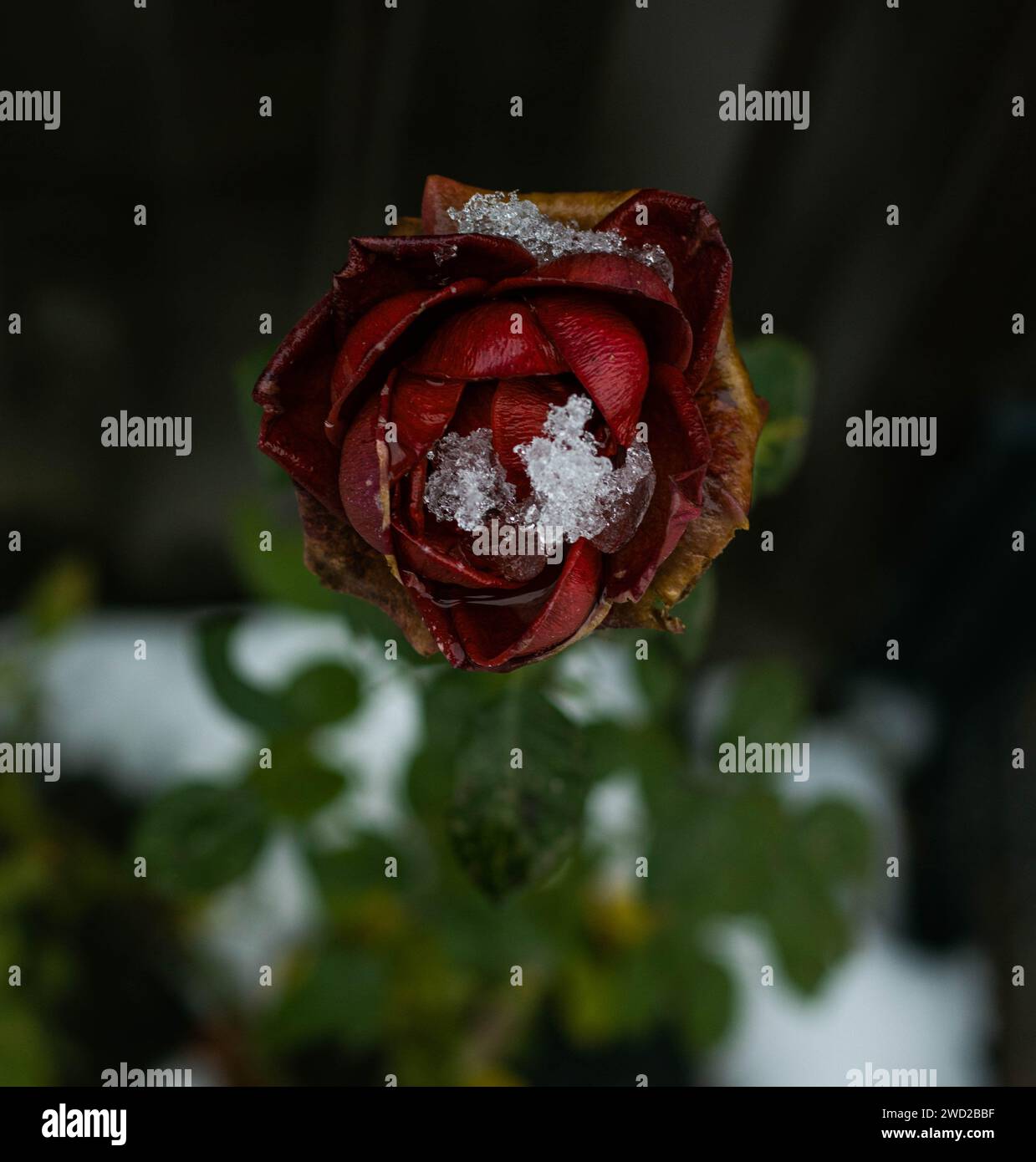 Frozen red rose in the snow Stock Photo - Alamy