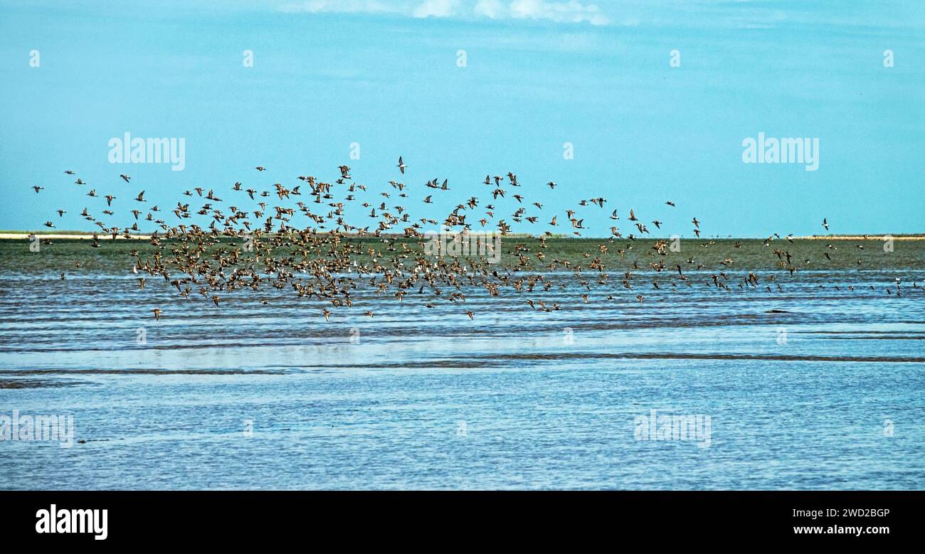 Migrating limicolae (stints, dunlin and curlew sandpiper predominate ...