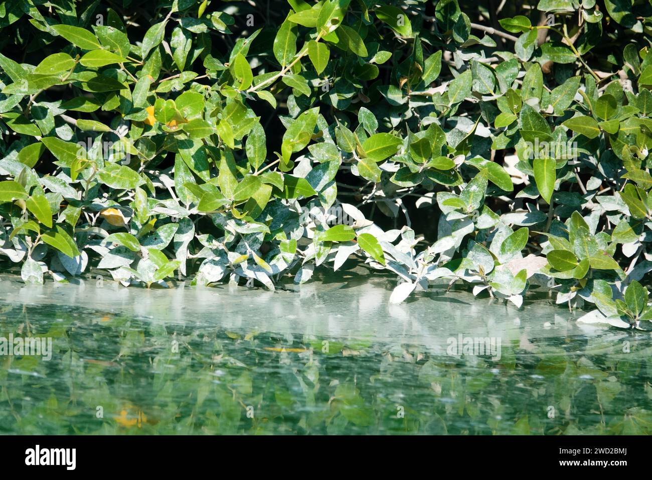 Mangroves in the Persian Gulf. United Arab Emirates. Winter algae ...