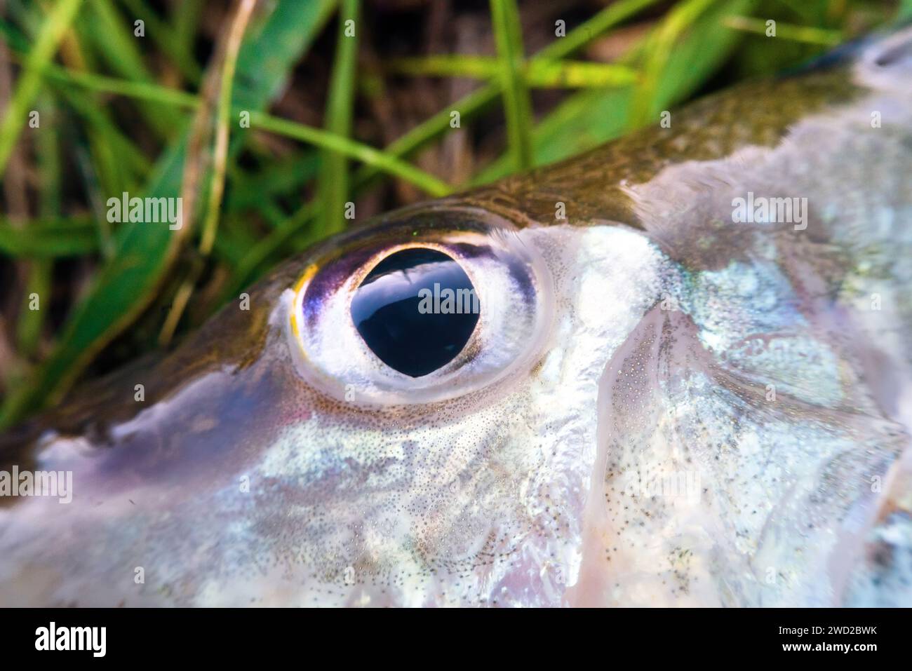 Portrait of an endemic fish from of large rivers south-eastern Europe ...